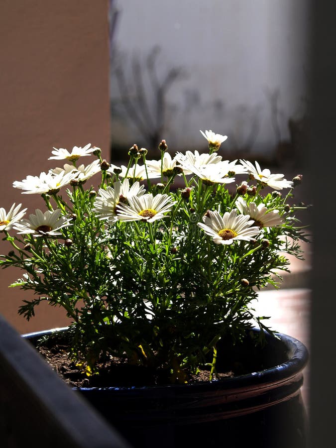 Natural Daisies at Garden on Blue Pot Stock Photo - Image of meadow ...