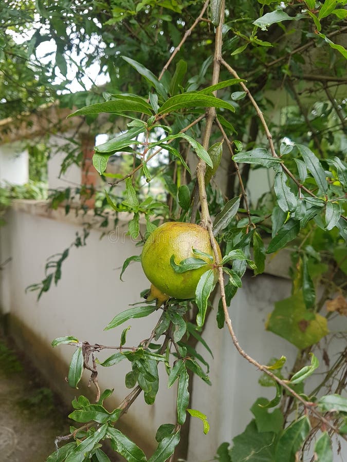 Green Dalim(Anar) in the Tree, Healthy Fruit Stock Photo - Image of ...