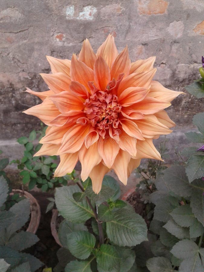 Daliya Flower Stock Photos - Free & Royalty-Free Stock Photos from ...