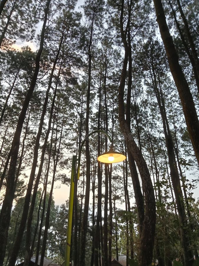 Natural Dark Jungle Lamp Camp Stock Image - Image of jungle, lighting ...