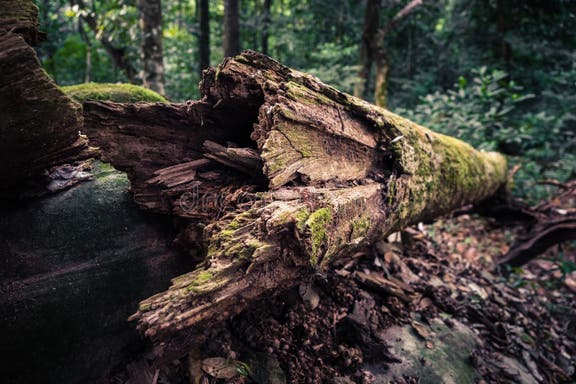 Dead Tree in Jungle stock photo. Image of life, forest - 140412326