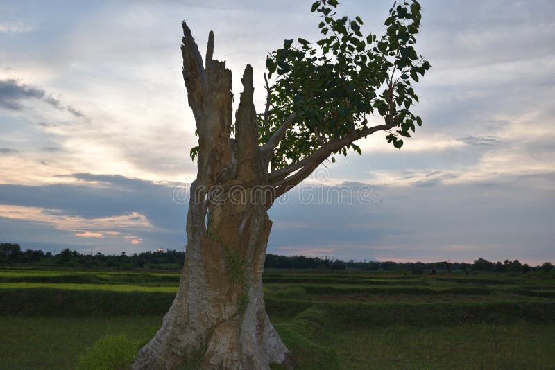 Natural Dead Tree Under the Sky. Stock Photo - Image of holiday ...