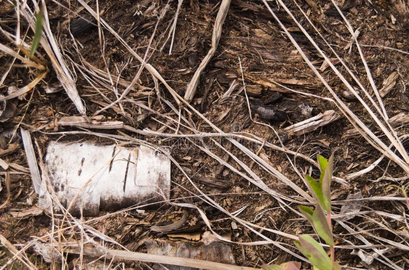 Natural Debris on the Beach Stock Image - Image of needles, green: 59685403
