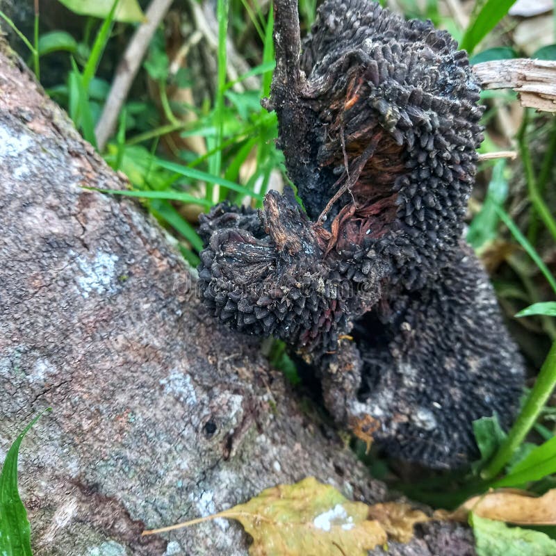 Natural Decay that Occurs in Fruit Stock Photo - Image of plant, decay ...