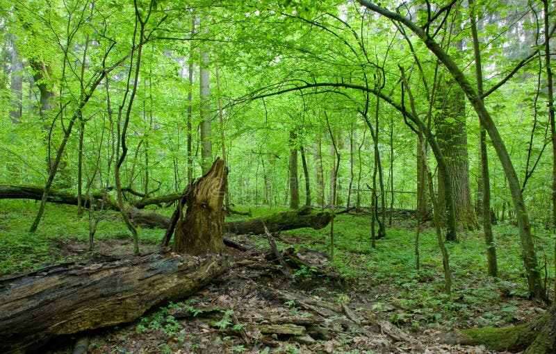 Natural Deciduous Forest in Spring Stock Photo - Image of decline ...