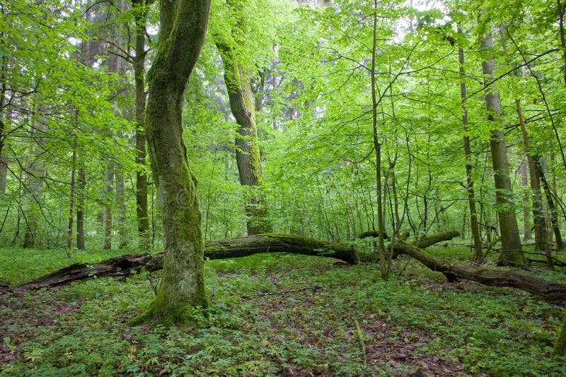 Natural Deciduous Forest at Spring Stock Image - Image of natural ...