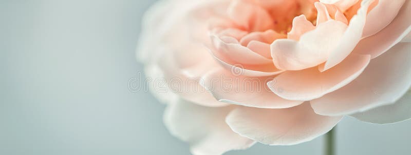 Delicate Background with Purple Gradient. Stock Image - Image of azure ...