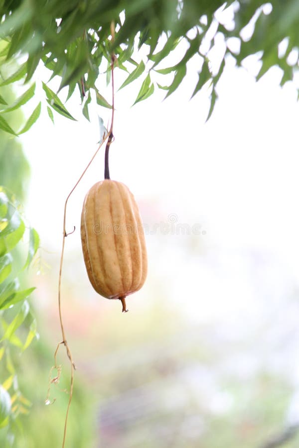 Natural desiccation stock photo. Image of wilted, plant - 226548576