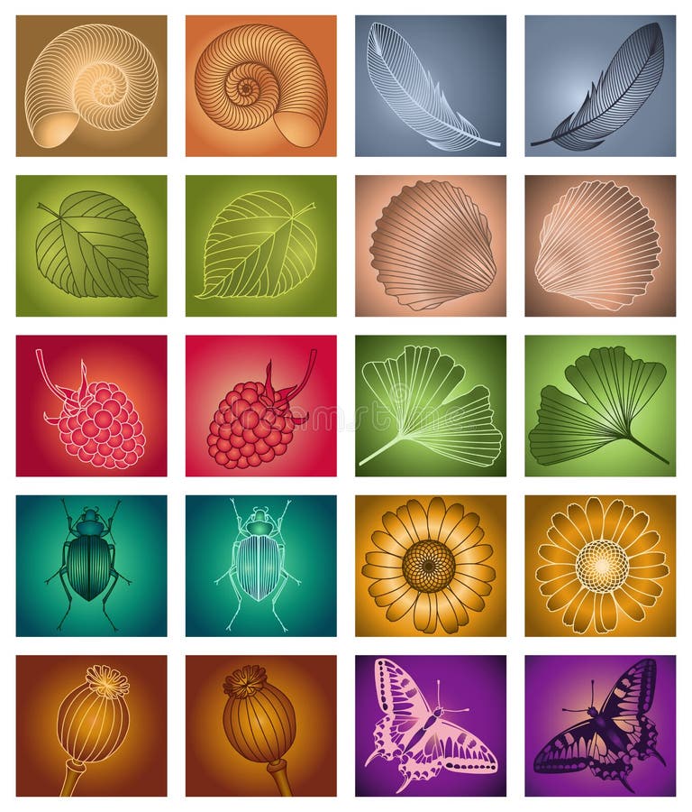 Natural design elements stock vector. Illustration of orange - 17729399