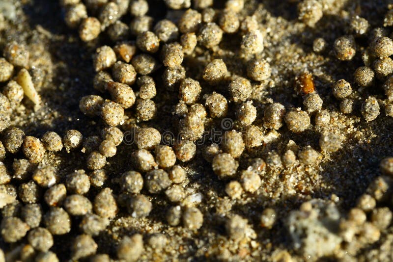 Sand Rolled by Crabs on the Beach- Close Up Image. Stock Image - Image ...