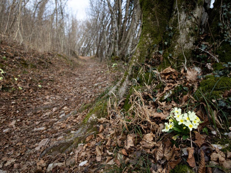 Natural Detail: Primrose by Forest Path in Sunlight Stock Image - Image ...