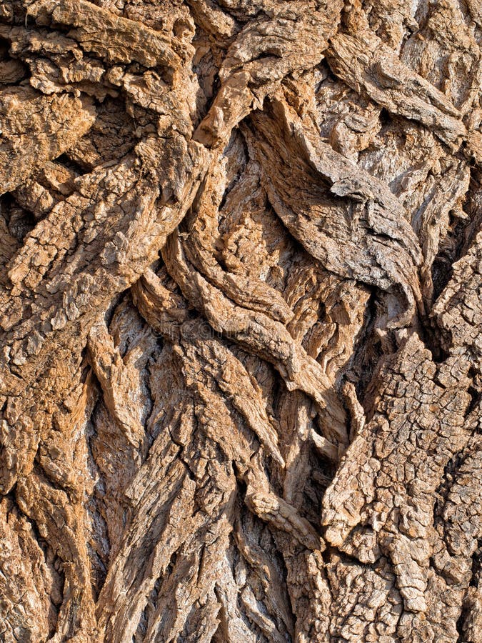 Cork bark. stock image. Image of detail, nature, plant - 108121443