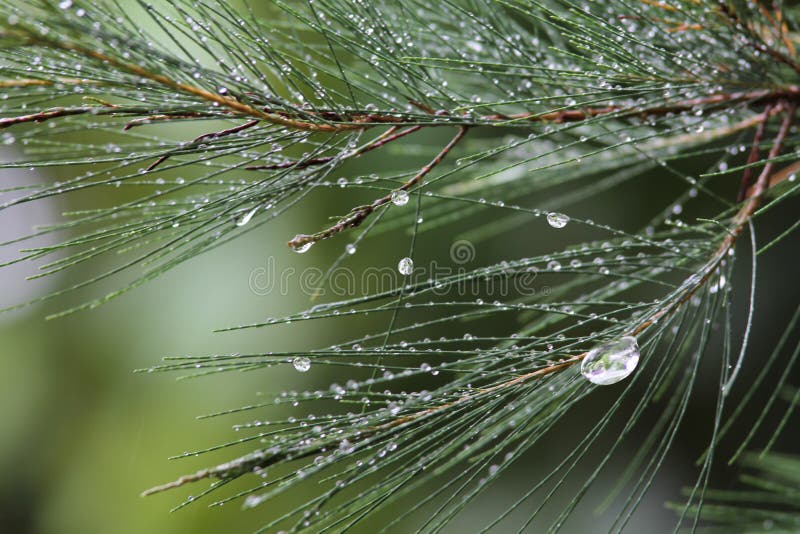 Natural dew drop on leaves stock image. Image of closeup - 73549073