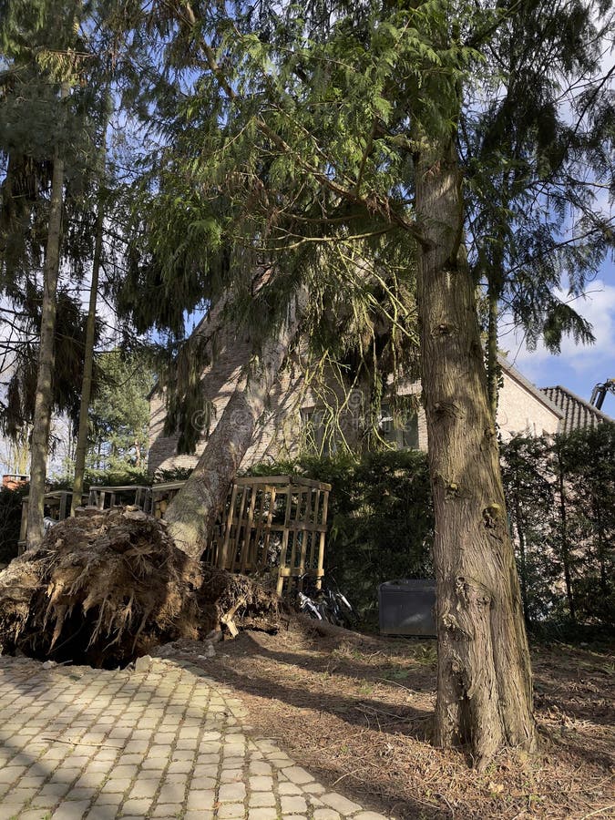 Fallen tree stock image. Image of woodland, roots, fell - 273779851