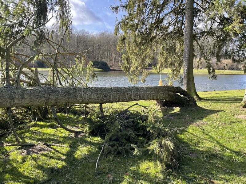 Fallen Tree on the Lakeside Stock Image - Image of destruction, break ...