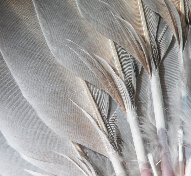 Natural feathers abstract stock image. Image of head - 102801617