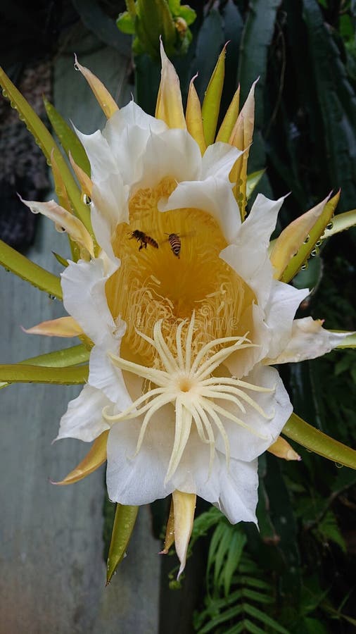 Natural Dragon Fruit Flowers Stock Photo - Image of flowers, fruit ...