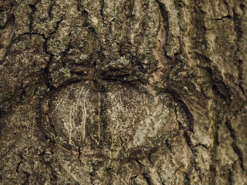 Natural Drawing in the Shape of an Eye on the Bark of a Tree Stock ...
