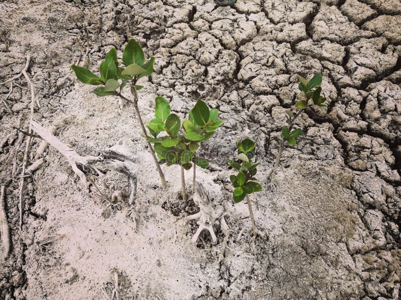 Natural in Dried Cracked Mud. Stock Image - Image of areas, desert ...