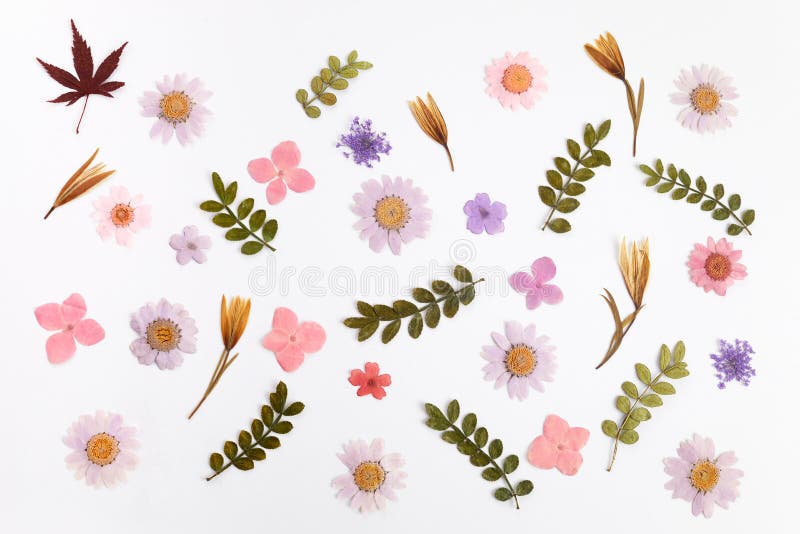 Natural Dried Flowers Pattern on White Bakground Stock Photo - Image of ...