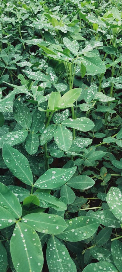 Natural Drizzle Green Plants Fresh Stock Image - Image of natural ...