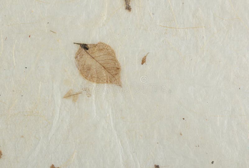 Natural Dry Leaves Paper Texture. Handmade Paper Stock Image - Image of ...