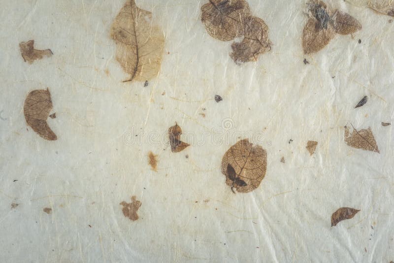 Natural Dry Leaves Paper Texture. Handmade Paper Stock Image - Image of ...