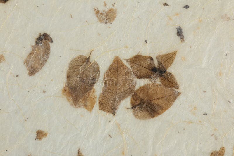 Natural Dry Leaves Paper Texture. Handmade Paper Stock Image - Image of ...
