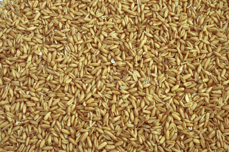 Natural Dry Oat Grains Background Stock Photo - Image of culture ...