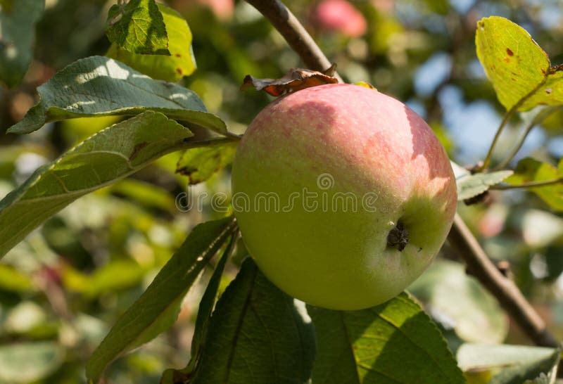 Natural Eco Apple on the Apple Tree Stock Photo - Image of apples ...
