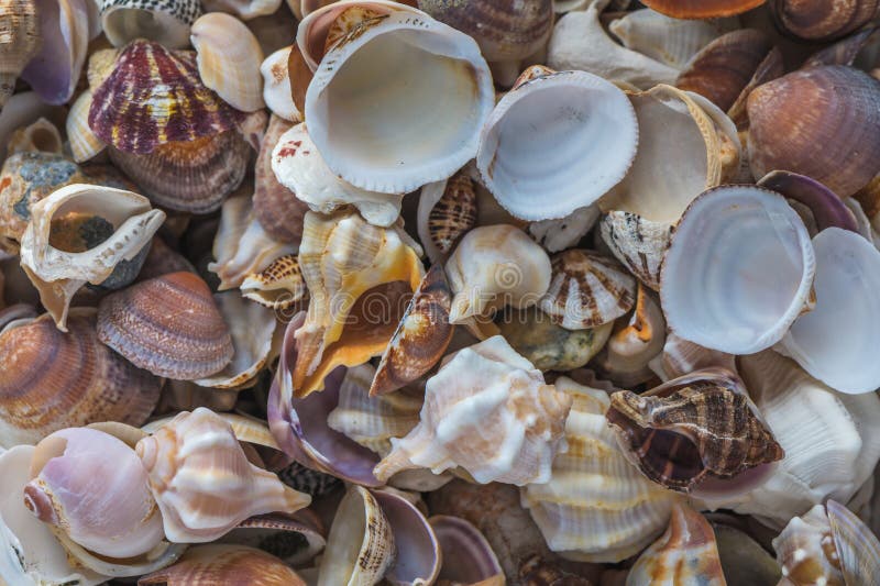 Variety of Seashells and Pebbles Background, Top View Stock ...