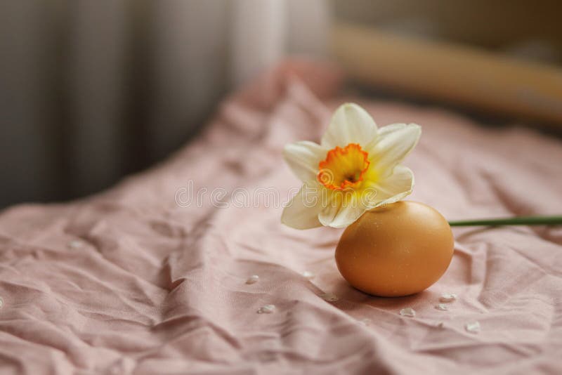 Natural Egg and Blooming Daffodil Flower on Pink Fabric Background ...