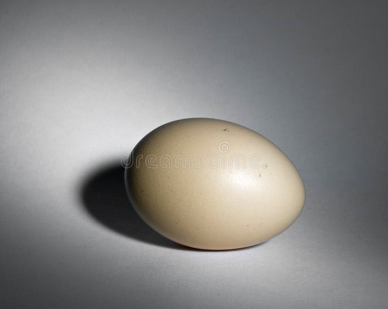 Natural egg with shadow stock image. Image of market - 16433859