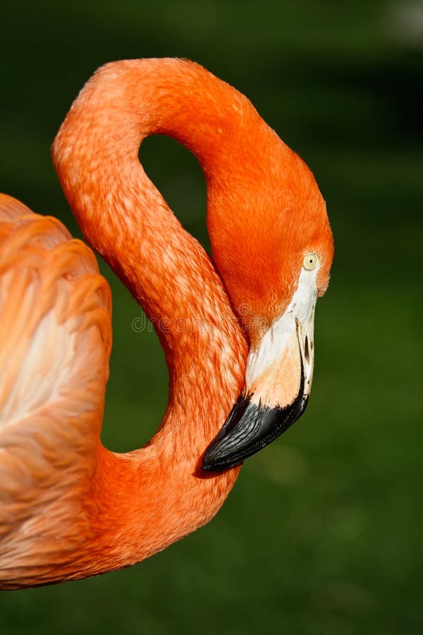 Natural eight stock photo. Image of animal, pink, birds - 22120278