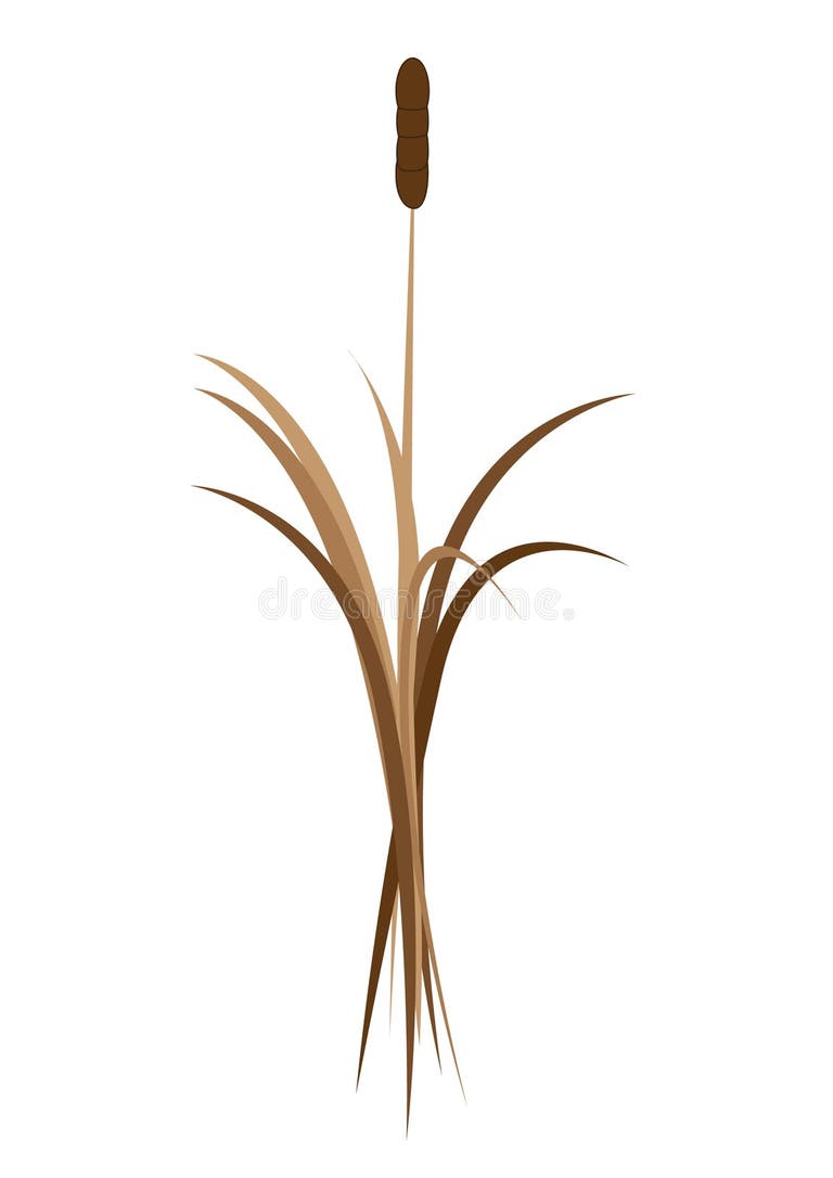 Sedge Stock Illustrations – 2,063 Sedge Stock Illustrations, Vectors ...