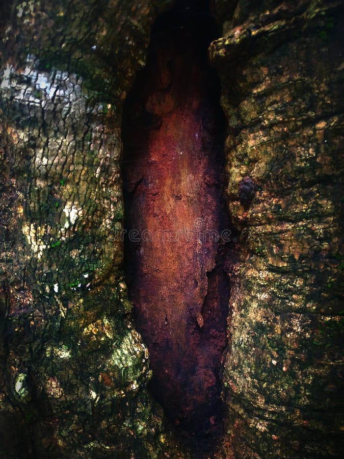 The Natural Engraving of a Tree Stock Image - Image of deciduous ...