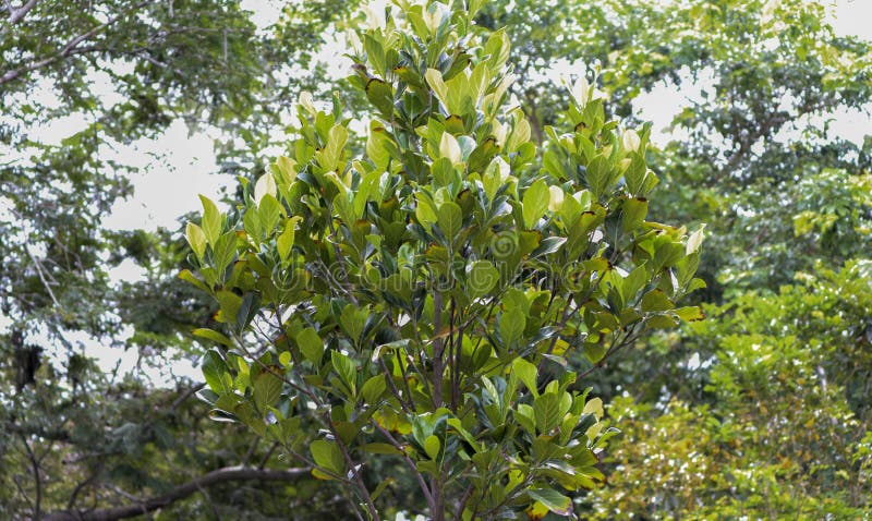 221 Bull Behind Tree Stock Photos - Free & Royalty-Free Stock Photos ...