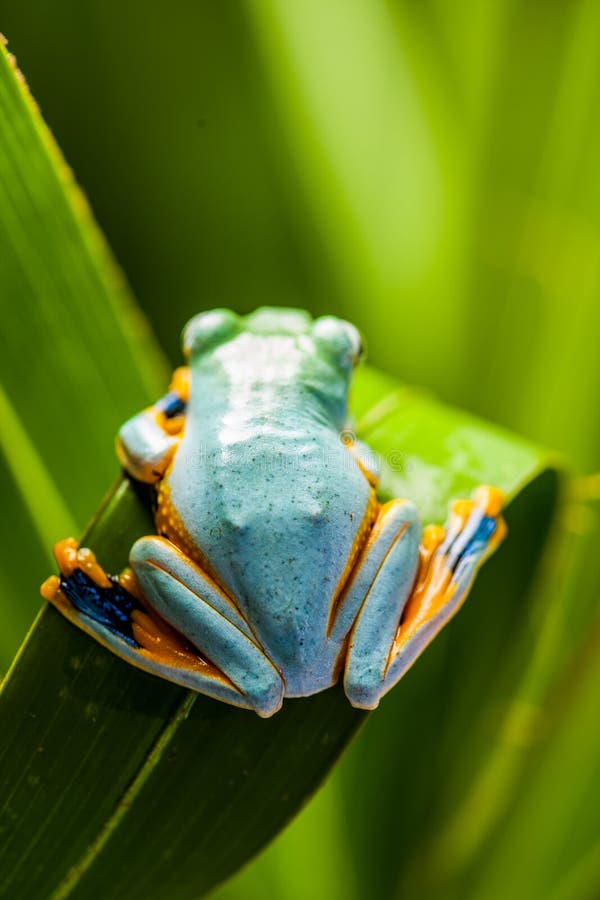 Natural Environment with Exotic Frog Stock Image - Image of costa ...