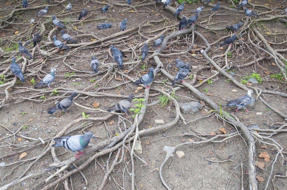 Natural Environment Image of a Group of Animals Foraging on Dry Land ...