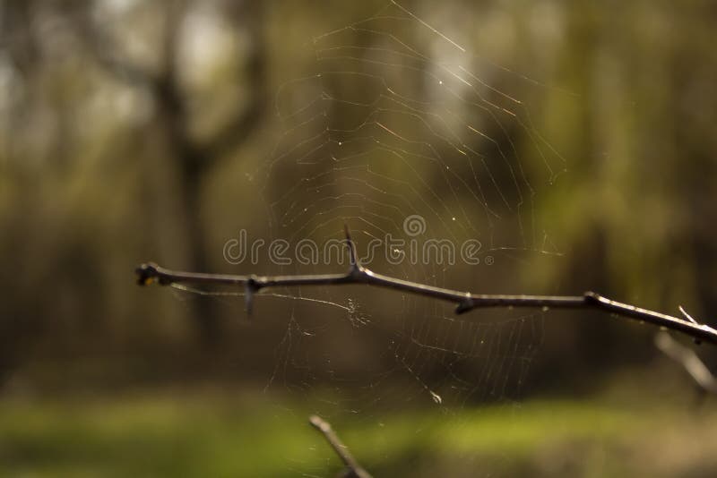 Spider webs on a branch stock photo. Image of cobweb - 245617270