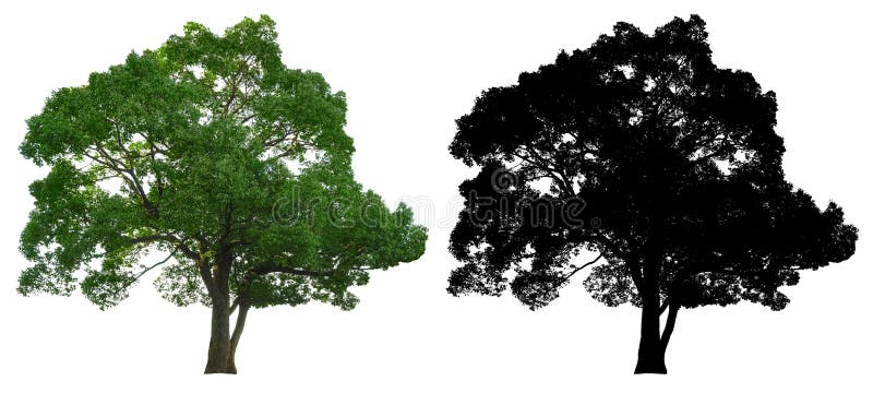 Natural Evergreen Leaves Tree with Black Alpha Mask Isolated on White ...