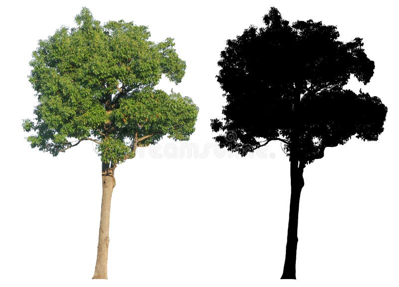 Natural Evergreen Leaves Plumeria Frangipani Tree with Black Alpha Mask ...