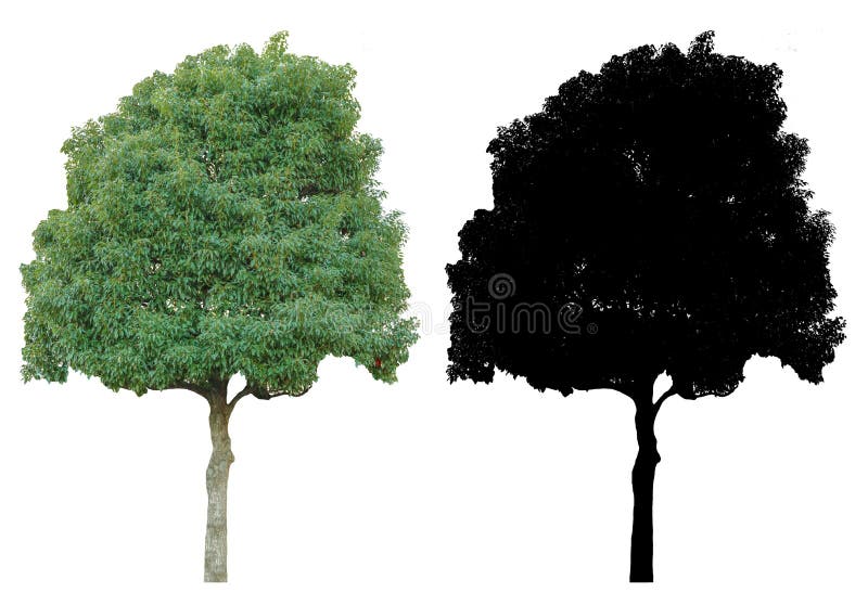 Tree Alpha Stock Photos - Download 1,430 Royalty Free Photos