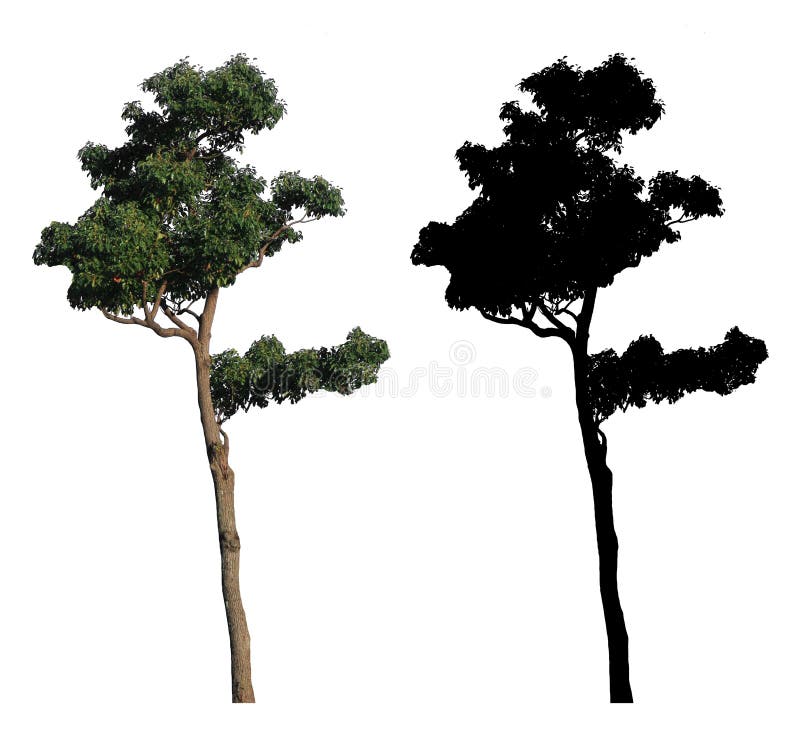 Natural Evergreen Leaves Tree with Black Alpha Mask Isolated on White ...
