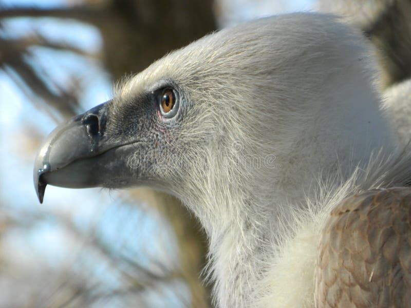 Evil bird stock photo. Image of outdoor, living, tail - 9196220