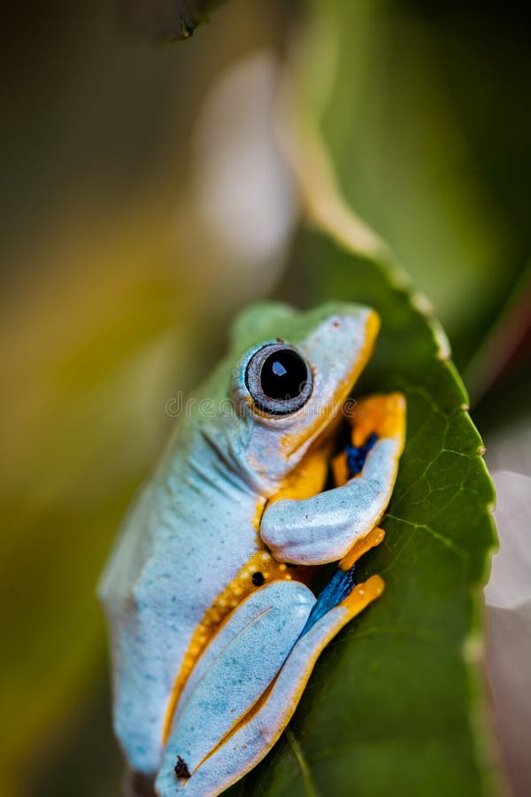 Natural exotic frog stock image. Image of card, close - 37542747