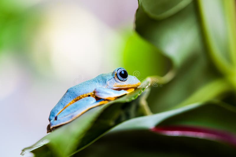 Natural exotic frog stock photo. Image of frog, beautiful - 37542856