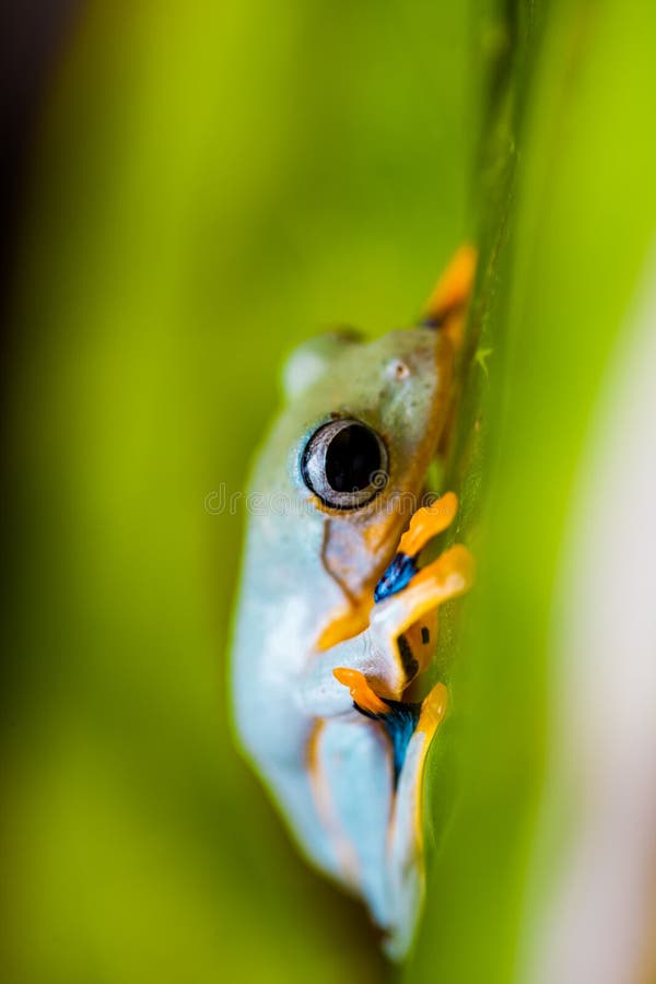 Natural exotic frog stock image. Image of little, colorful - 37542911