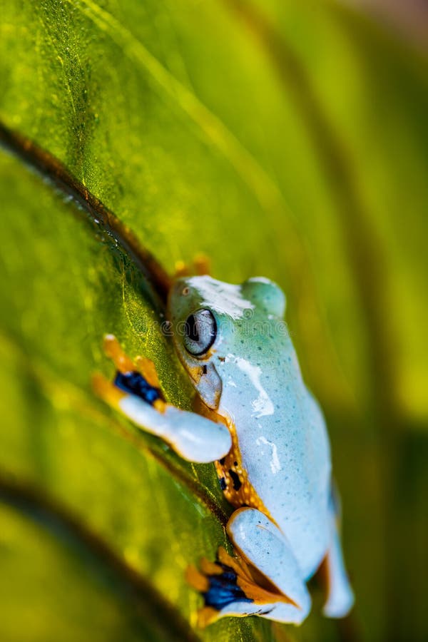 Natural exotic frog stock photo. Image of leaf, panama - 37542946