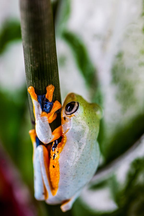 Natural exotic frog stock image. Image of natural, jungle - 37543155